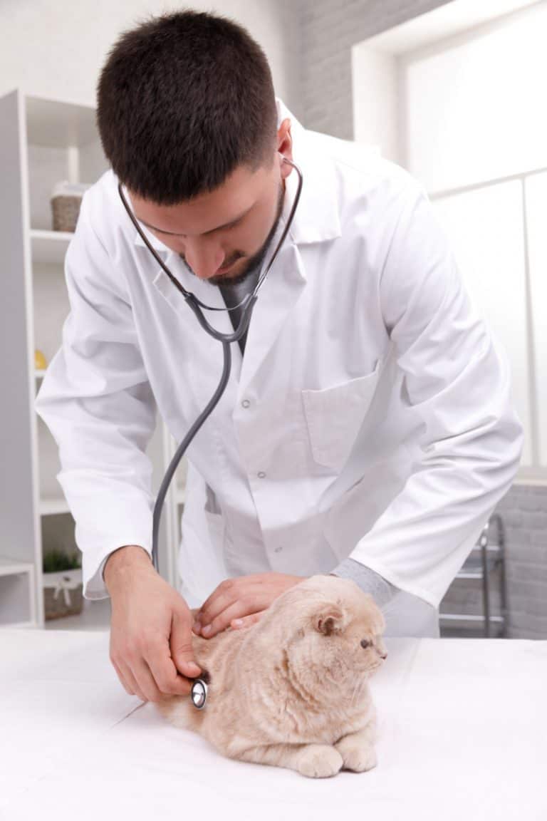 6 Qualities You Need To Look For In A Vet - Miss Molly Says