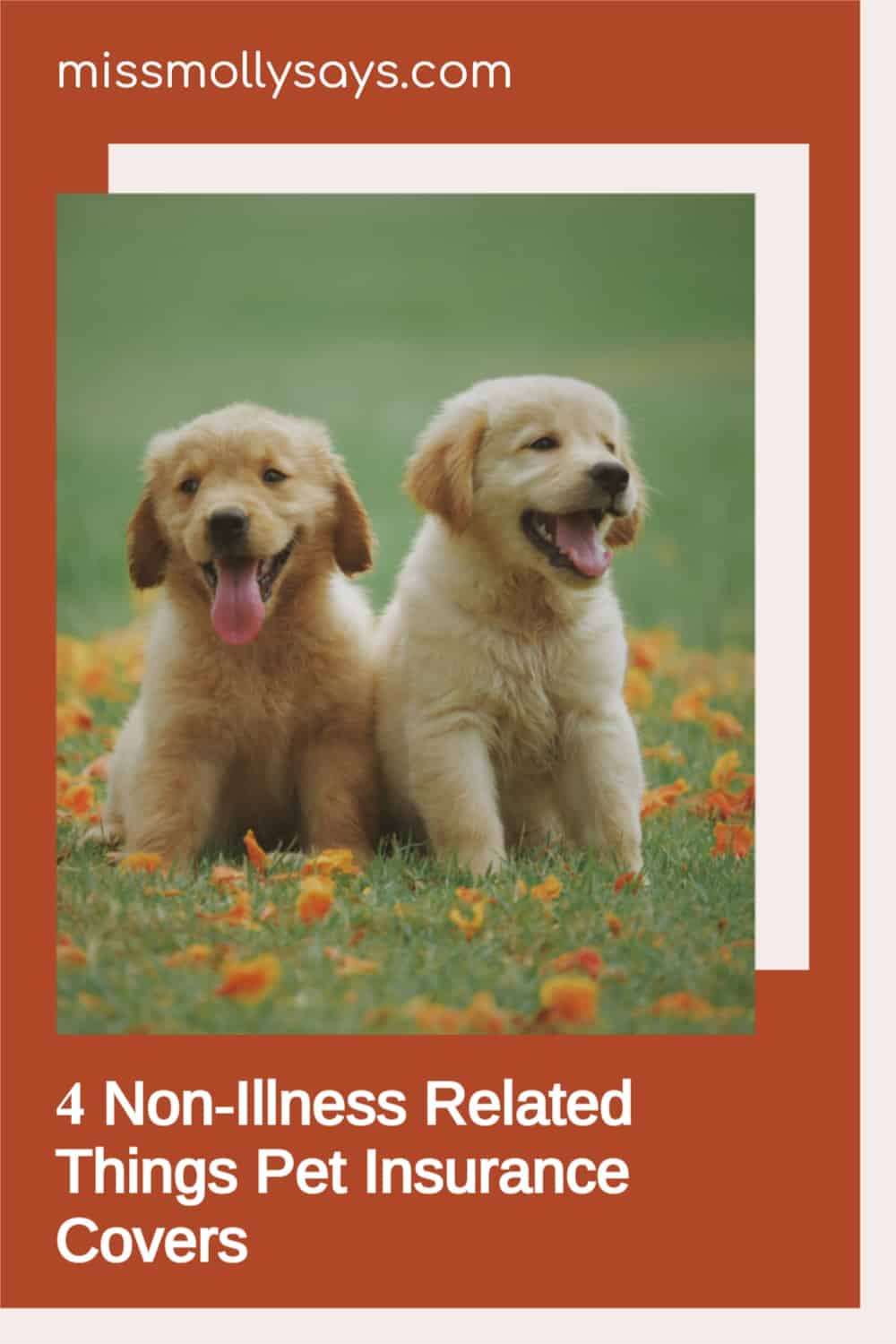 4 Non-Illness Related Things Pet Insurance Covers - Miss Molly Says