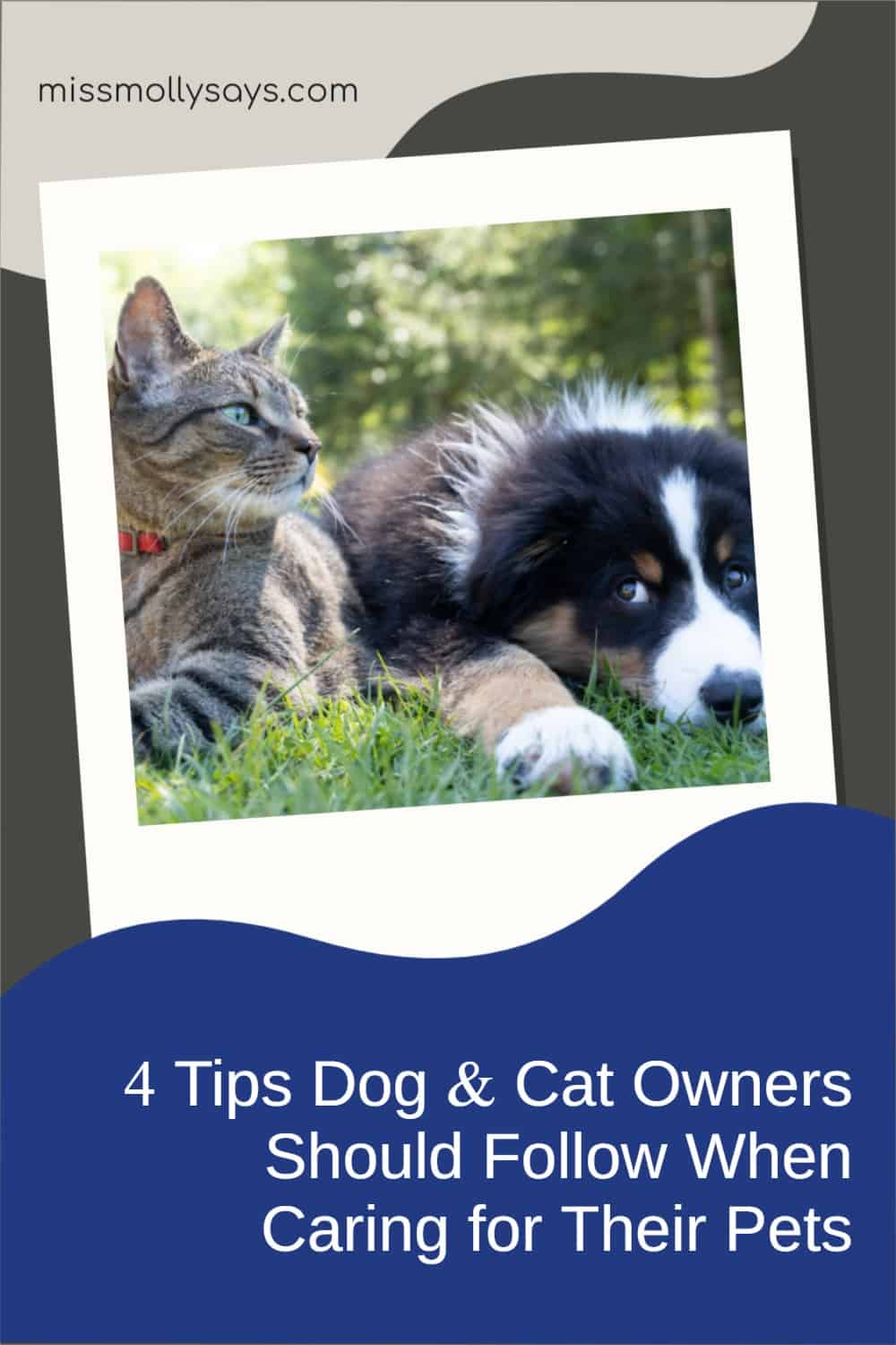 4 Tips Dog & Cat Owners Should Follow When Caring for Their Pets