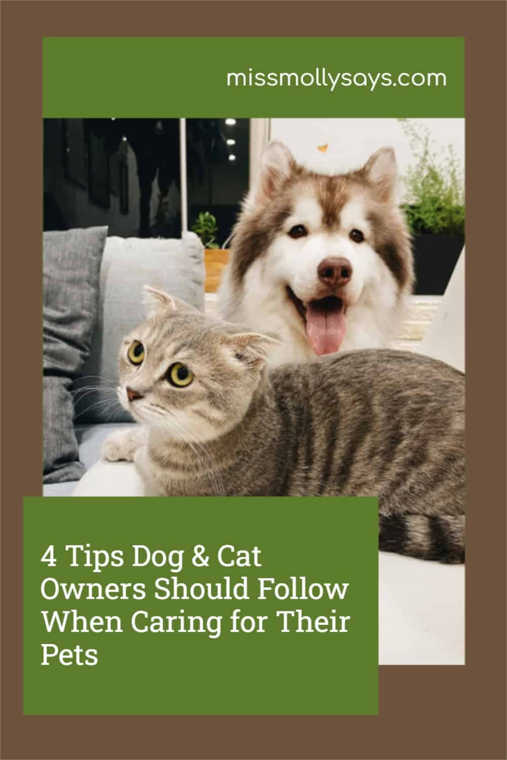 4 Tips Dog & Cat Owners Should Follow When Caring for Their Pets