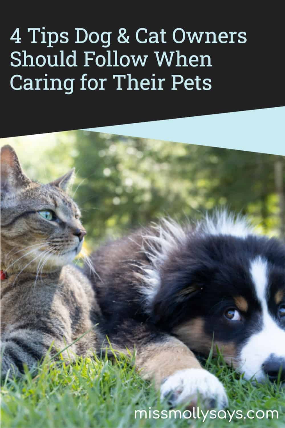 4 Tips Dog & Cat Owners Should Follow When Caring for Their Pets