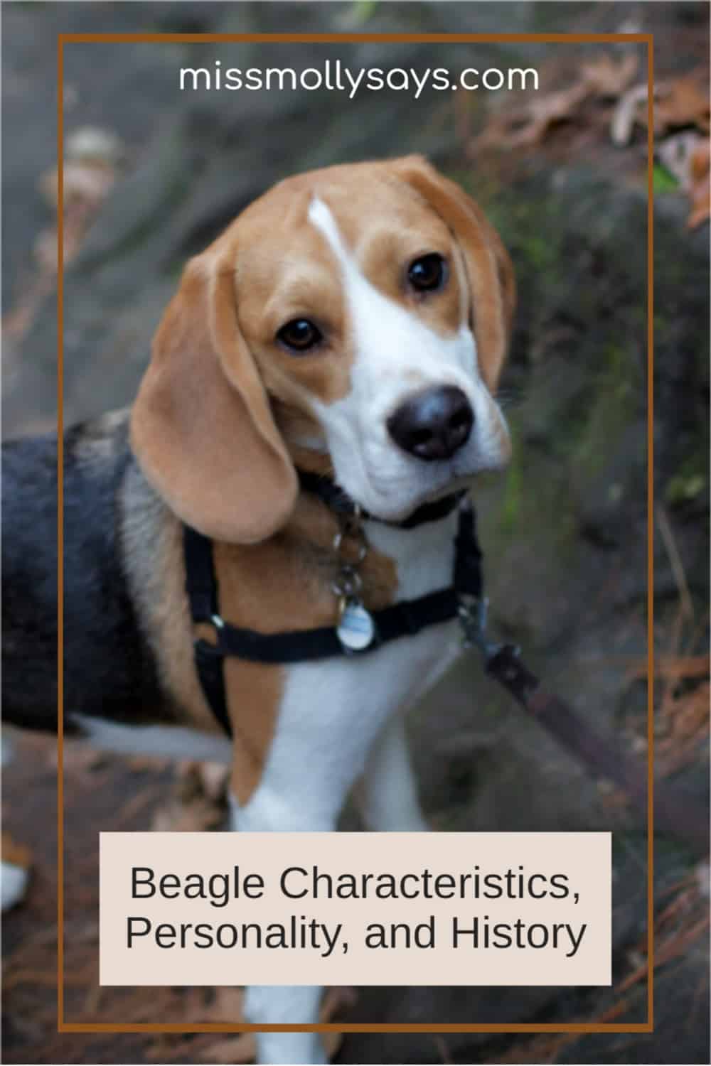 Beagle Characteristics, Personality, and History - Miss Molly Says