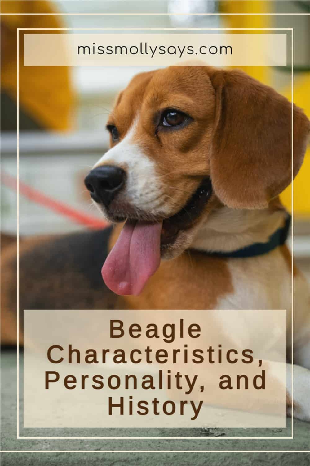 Beagle Characteristics, Personality, and History - Miss Molly Says