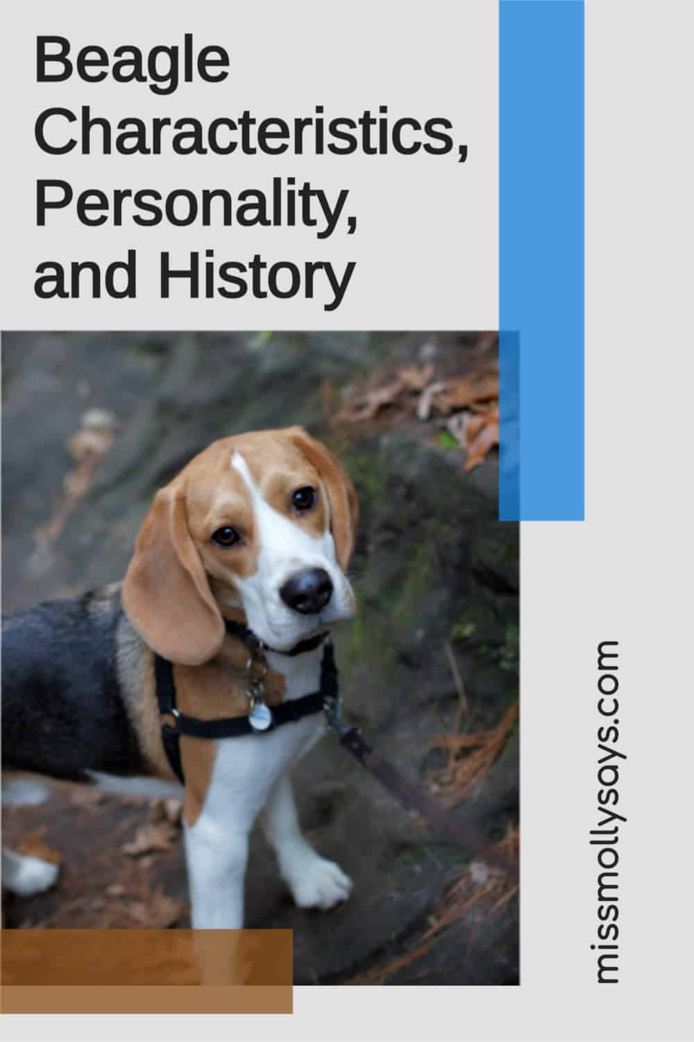 Beagle Characteristics, Personality, and History - Miss Molly Says