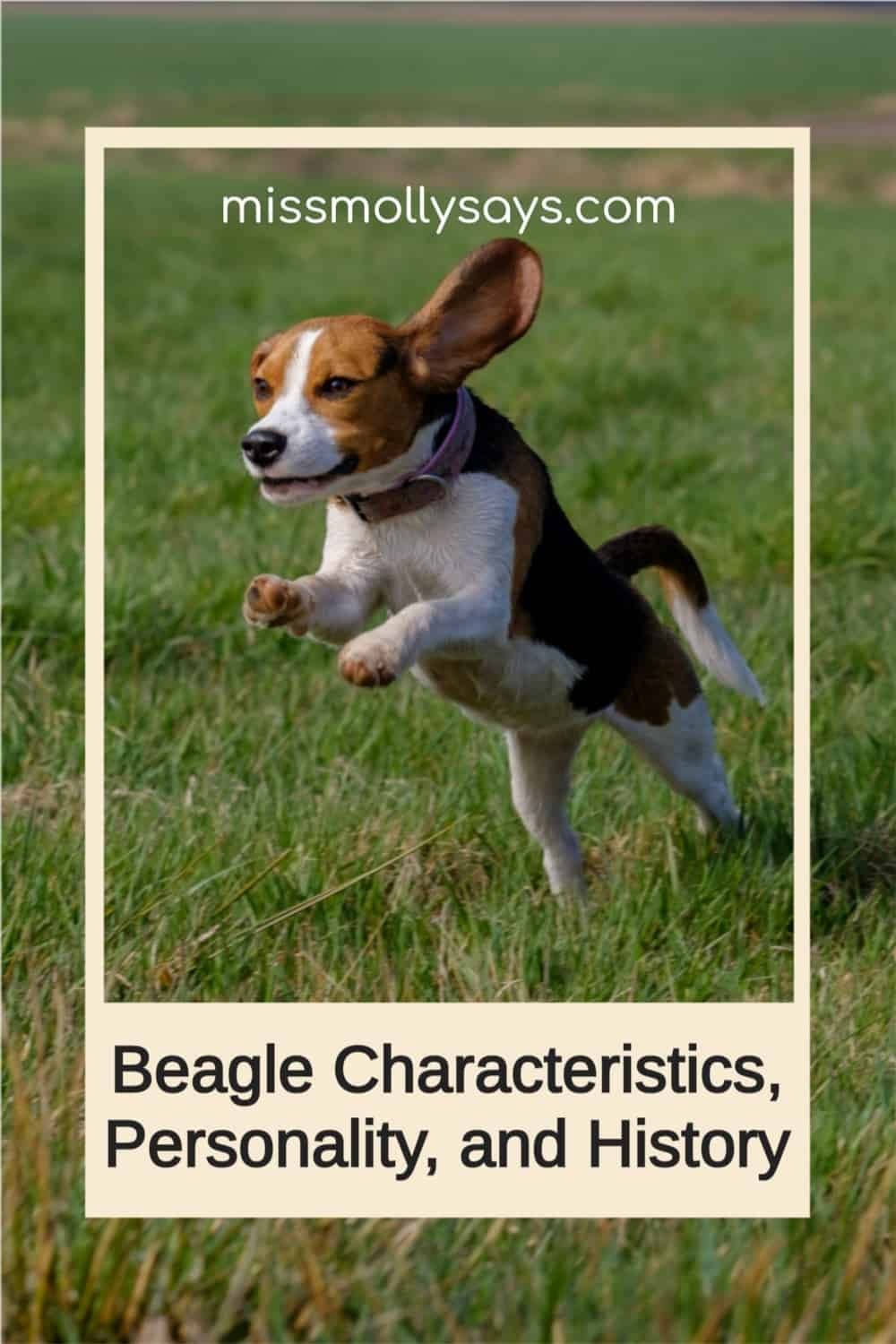 Beagle Characteristics, Personality, and History - Miss Molly Says