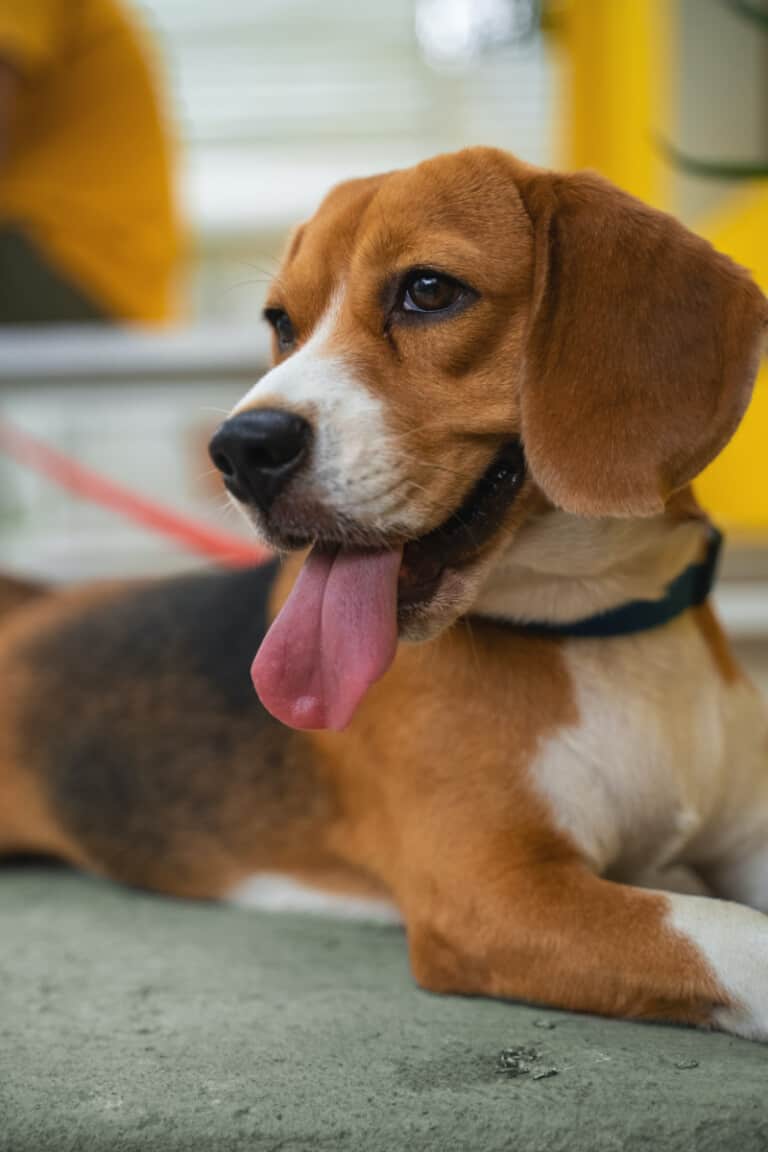 Beagle Characteristics, Personality, and History - Miss Molly Says