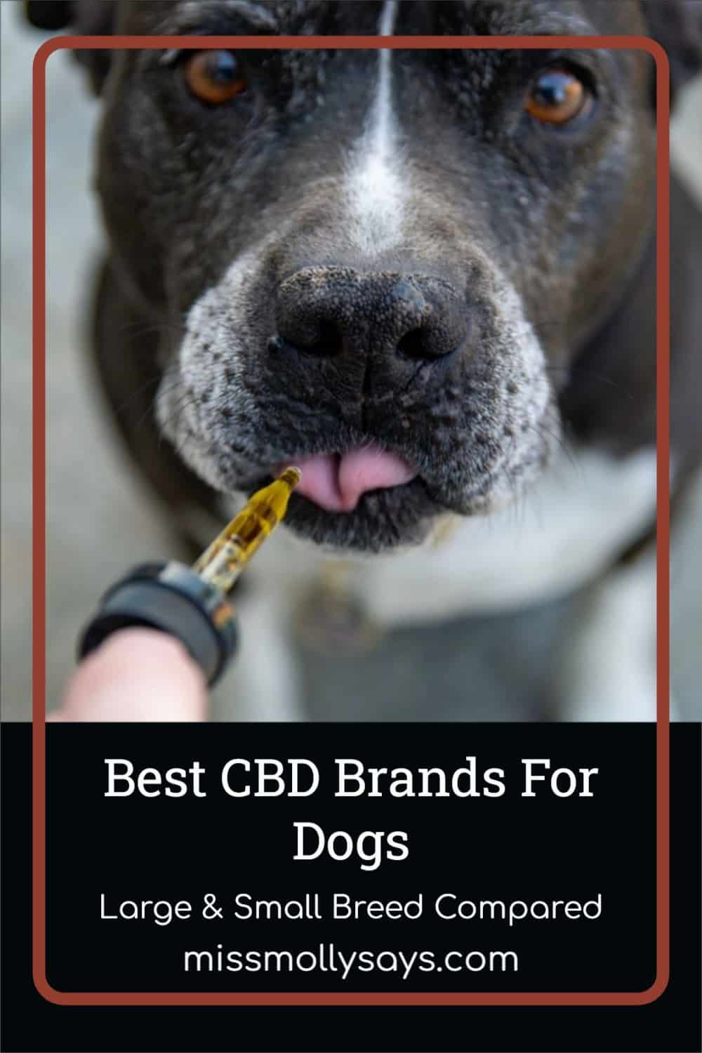 Best CBD Brands For Dogs: Large & Small Breed Compared