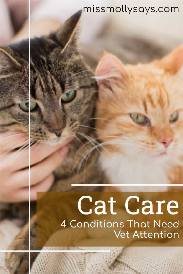 Cat Care: 4 Conditions That Need Vet Attention - Miss Molly Says