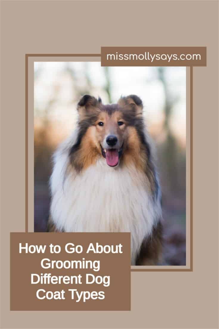 How to Go About Grooming Different Dog Coat Types - Miss Molly Says