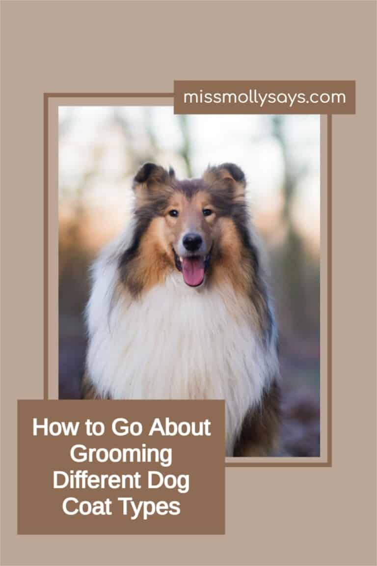 How to Go About Grooming Different Dog Coat Types - Miss Molly Says