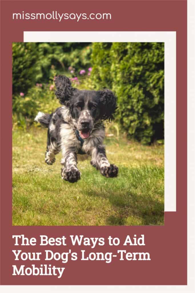 The Best Ways to Aid Your Dog's Long-Term Mobility - Miss Molly Says