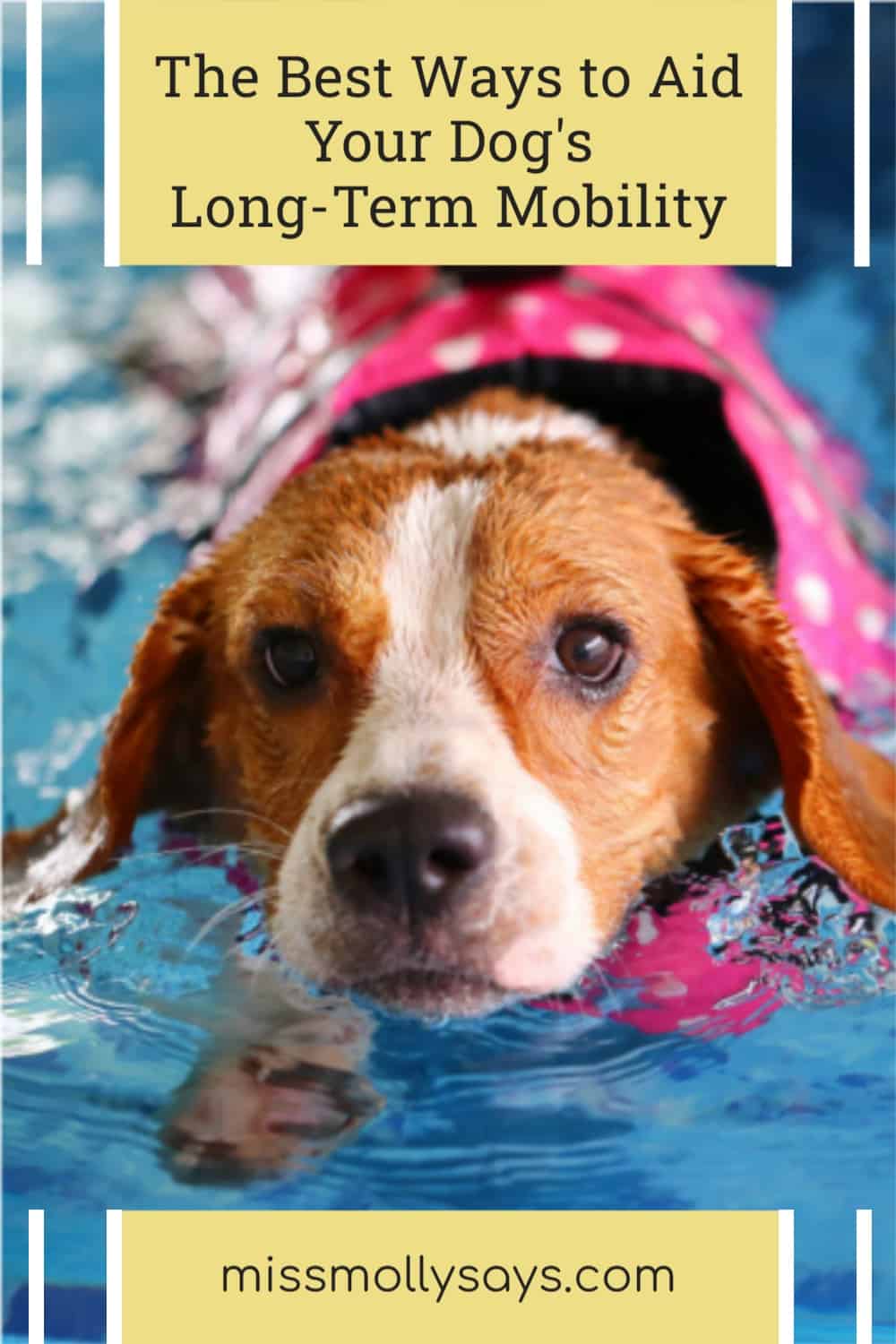 The Best Ways to Aid Your Dog's Long-Term Mobility - Miss Molly Says