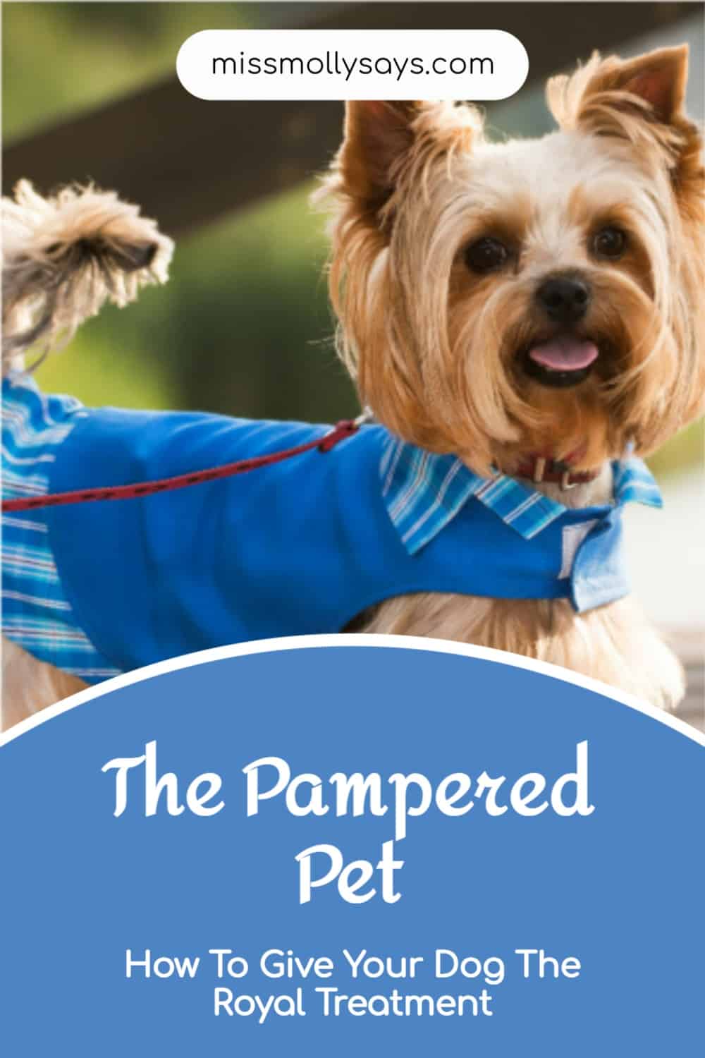 The Pampered Pup: How To Give Your Dog The Royal Treatment - Miss Molly ...