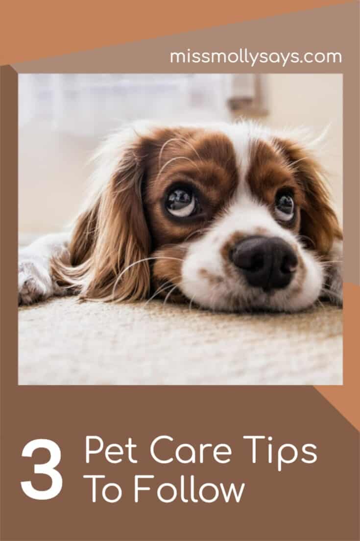 3 Pet Care Tips To Follow - Miss Molly Says