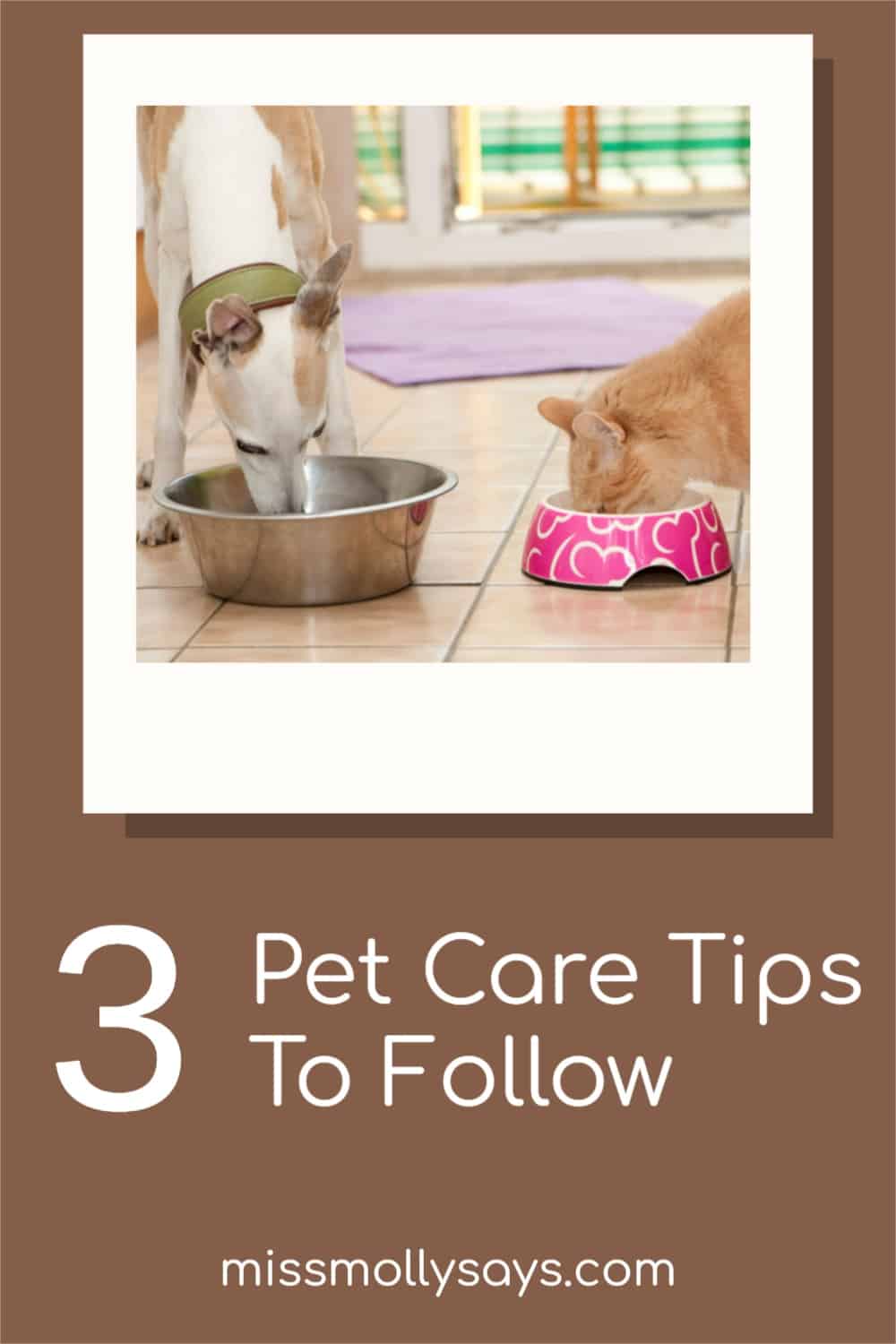 3 Pet Care Tips To Follow - Miss Molly Says