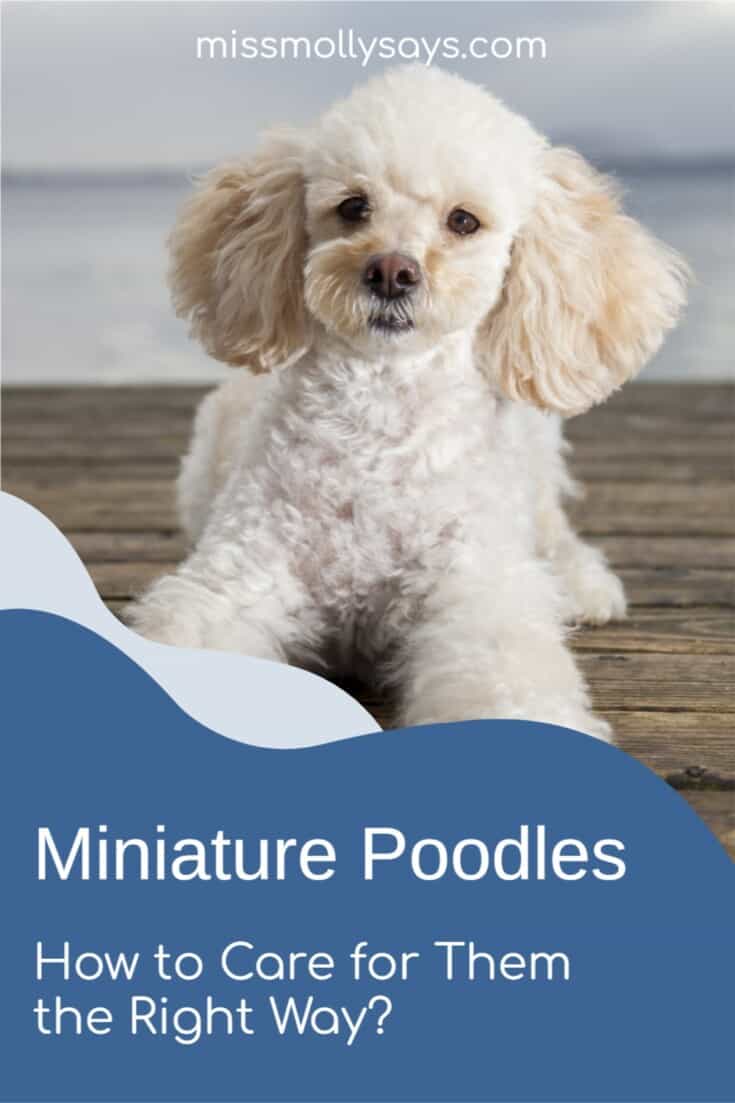 Miniature Poodles – How to Care for Them the Right Way? - Miss Molly Says