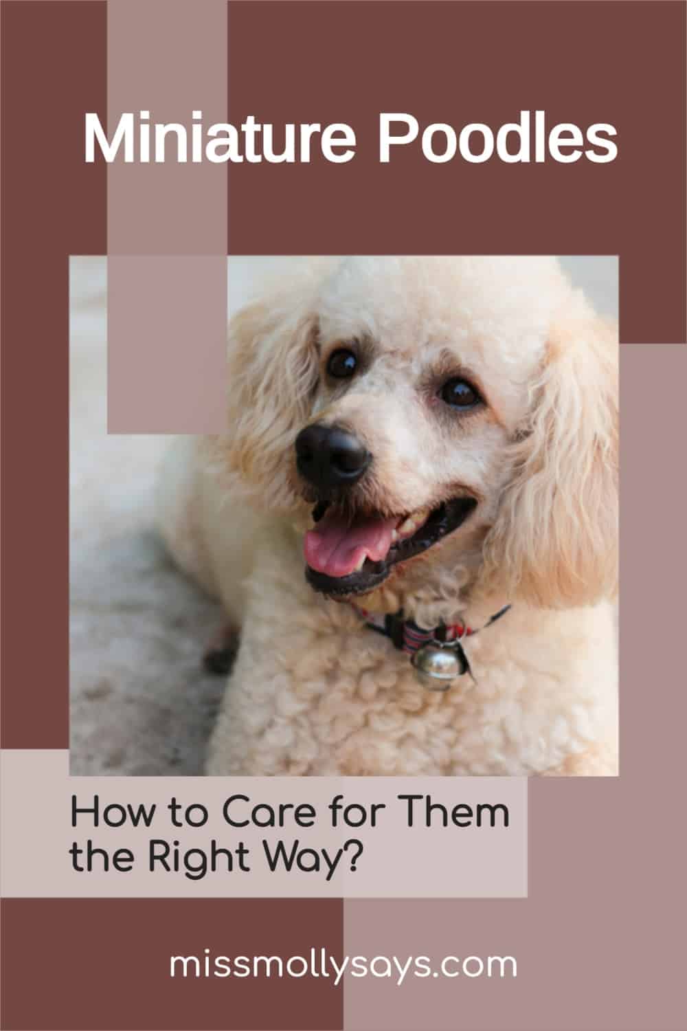 Miniature Poodles – How to Care for Them the Right Way? - Miss Molly Says