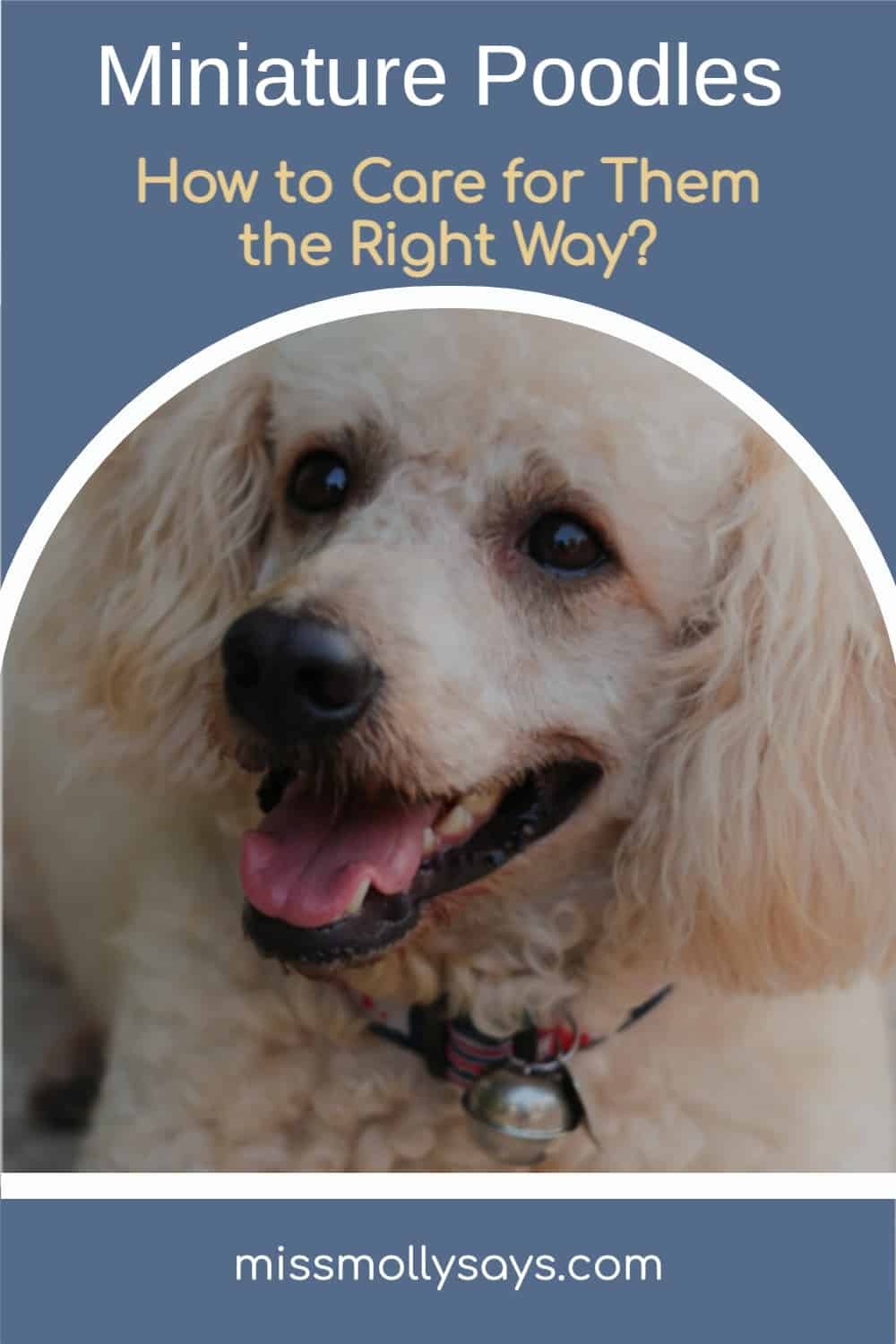 Miniature Poodles – How to Care for Them the Right Way? - Miss Molly Says