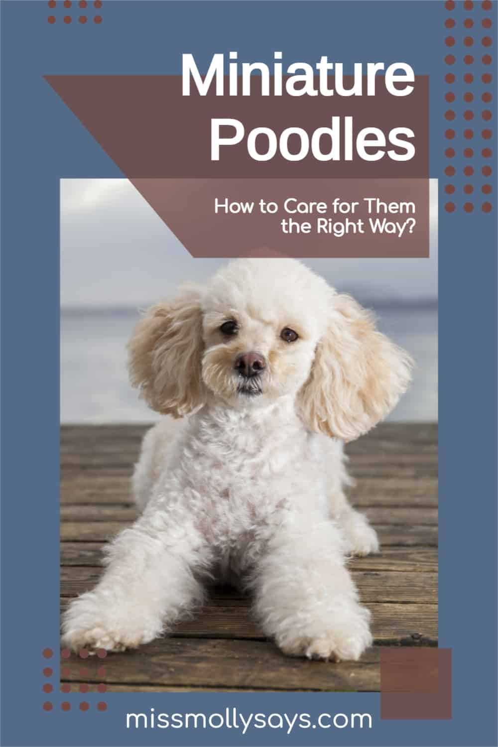 Miniature Poodles – How to Care for Them the Right Way? - Miss Molly Says