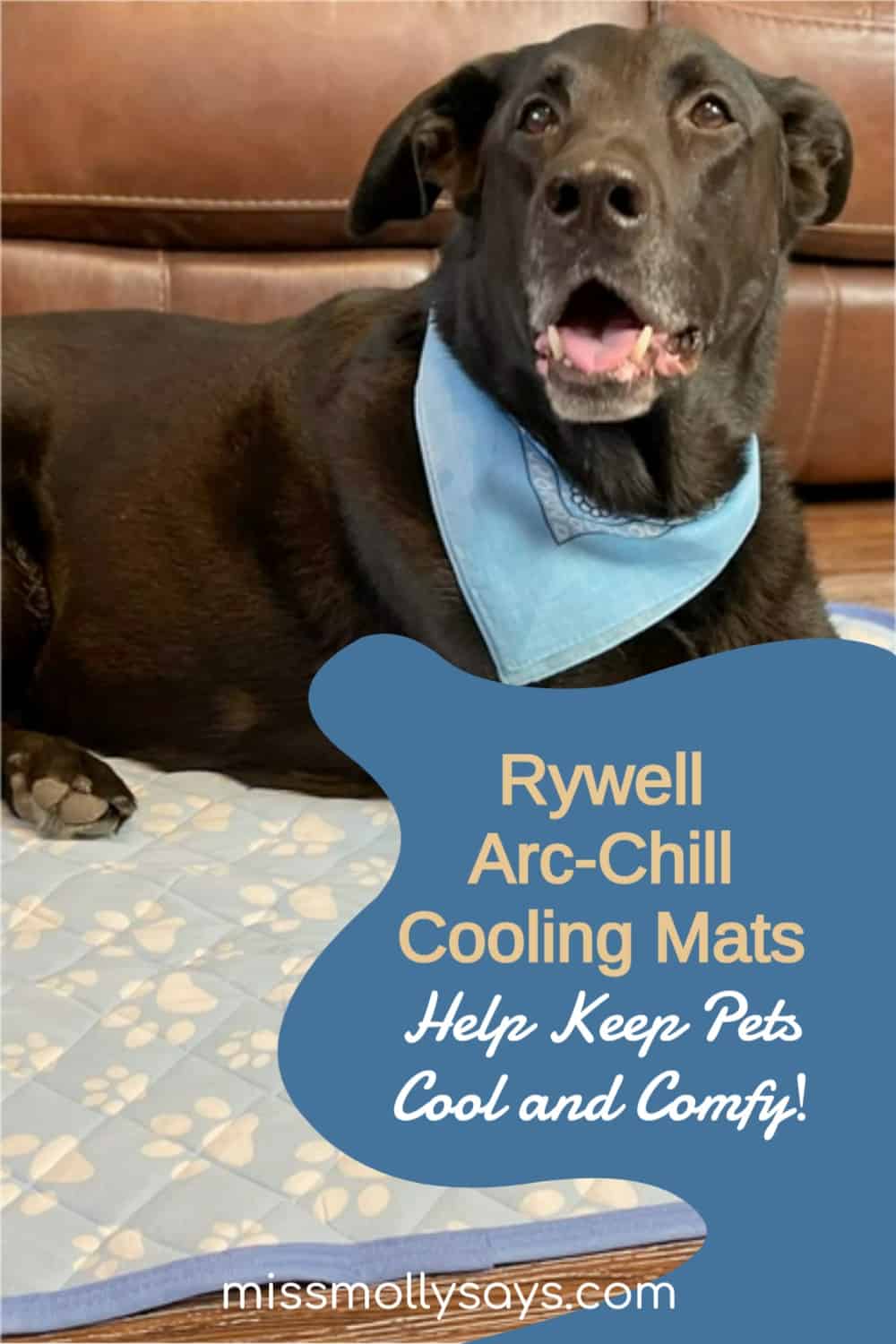 Rywell Arc-Chill Cooling Mats Help Keep Pets Cool and Comfy! - Miss ...