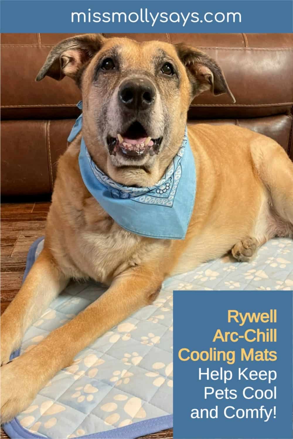 Rywell Arc-Chill Cooling Mats Help Keep Pets Cool and Comfy! - Miss ...