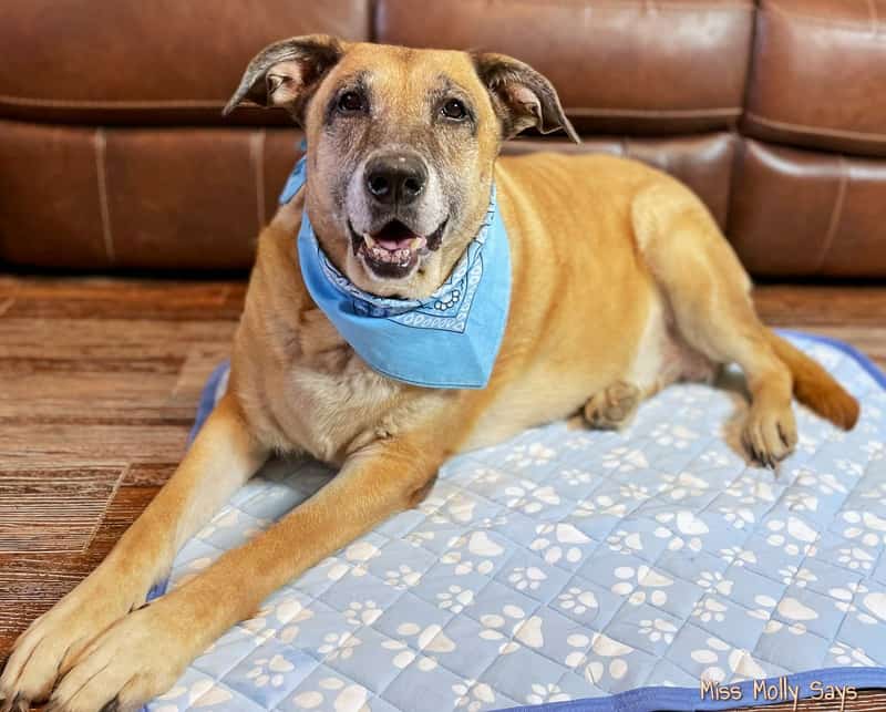 Rywell Arc-Chill Cooling Mats Help Keep Pets Cool and Comfy! - Miss ...