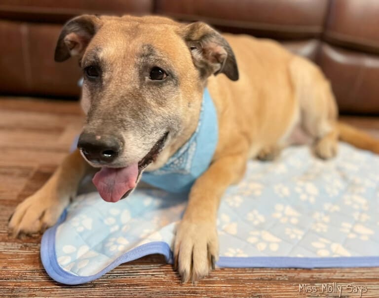 Rywell Arc-Chill Cooling Mats Help Keep Pets Cool and Comfy! - Miss ...