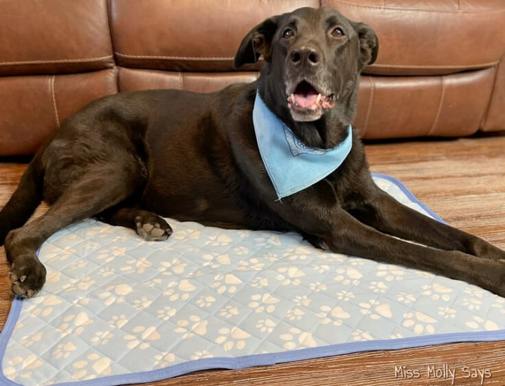 Rywell Arc-Chill Cooling Mats Help Keep Pets Cool and Comfy! - Miss ...