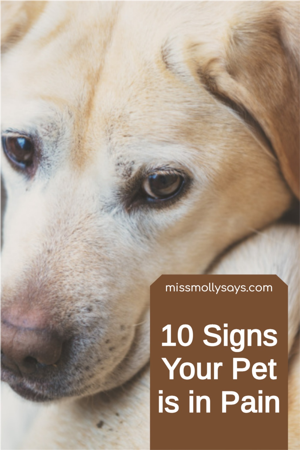10 Signs Your Pet is in Pain - Miss Molly Says