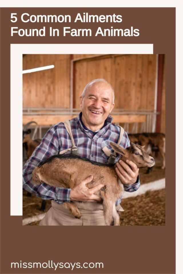 5 Common Ailments Found In Farm Animals - Miss Molly Says