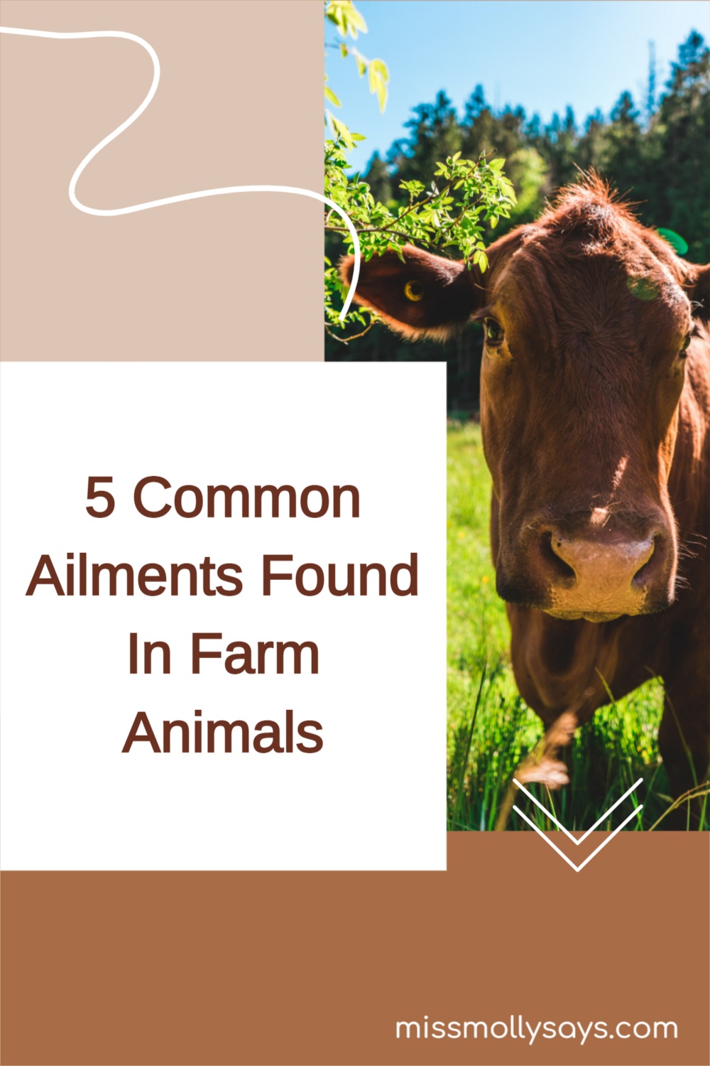 5 Common Ailments Found In Farm Animals - Miss Molly Says