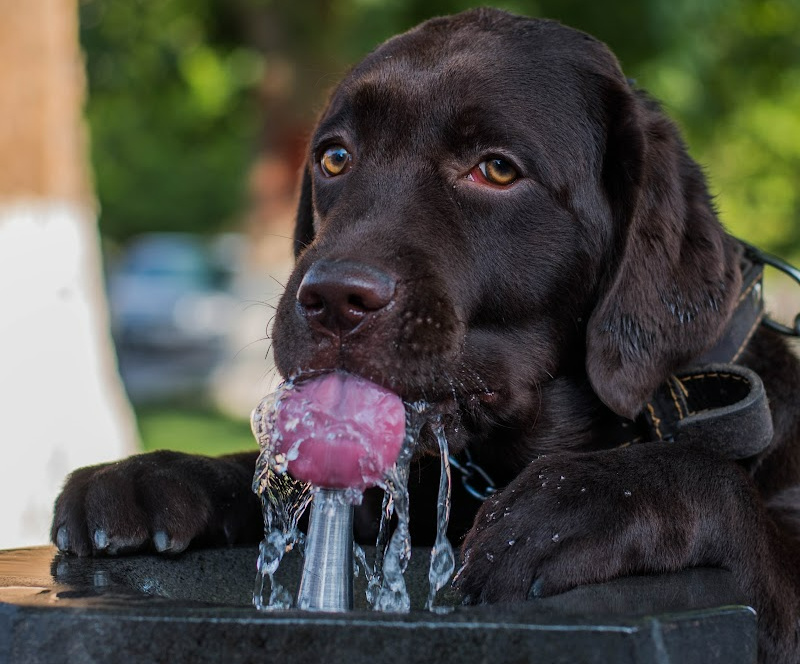 Signs & Symptoms of Dog Dehydration - Miss Molly Says
