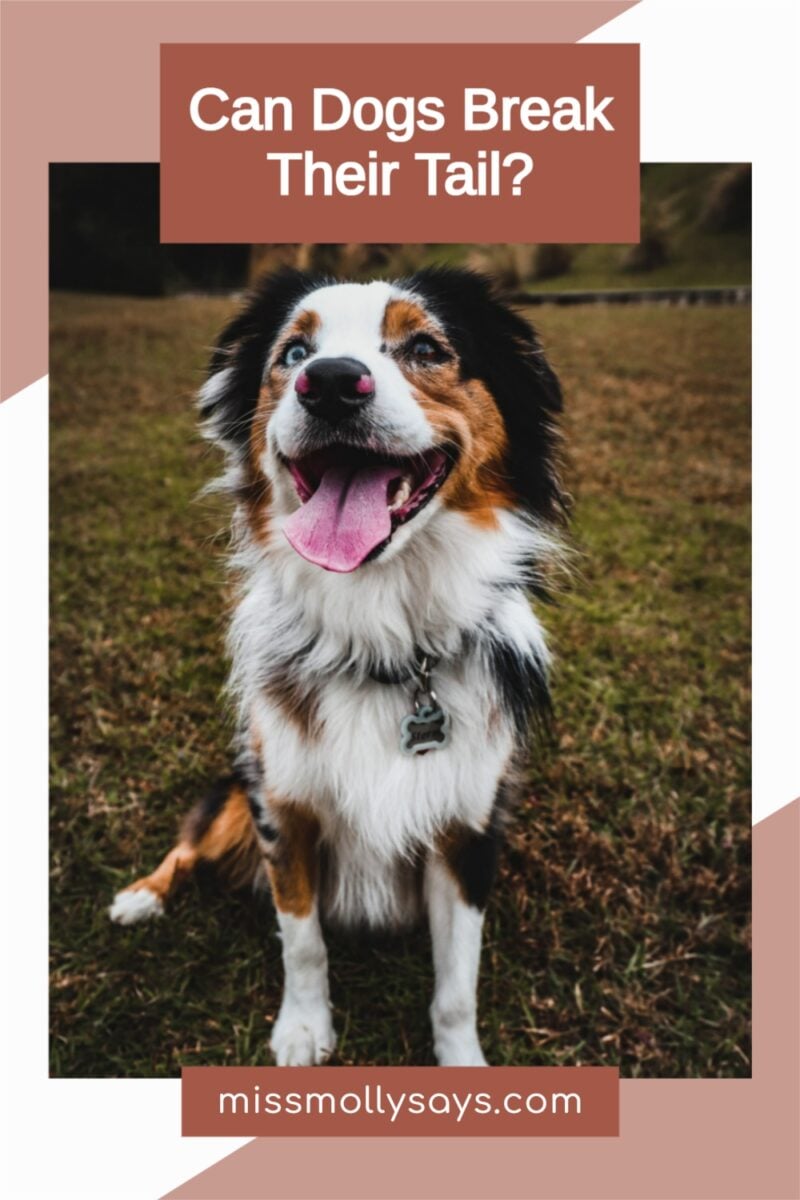 Can Dogs Break Their Tail? - Miss Molly Says