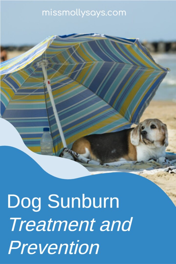 Dog Sunburn Treatment and Prevention - Miss Molly Says