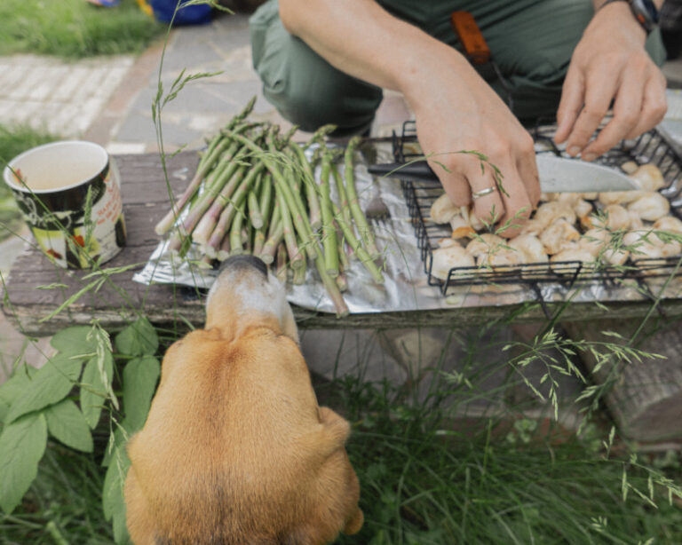 How to Enjoy Outdoor Cooking With Your Pet? Awesome Tips to Help You ...
