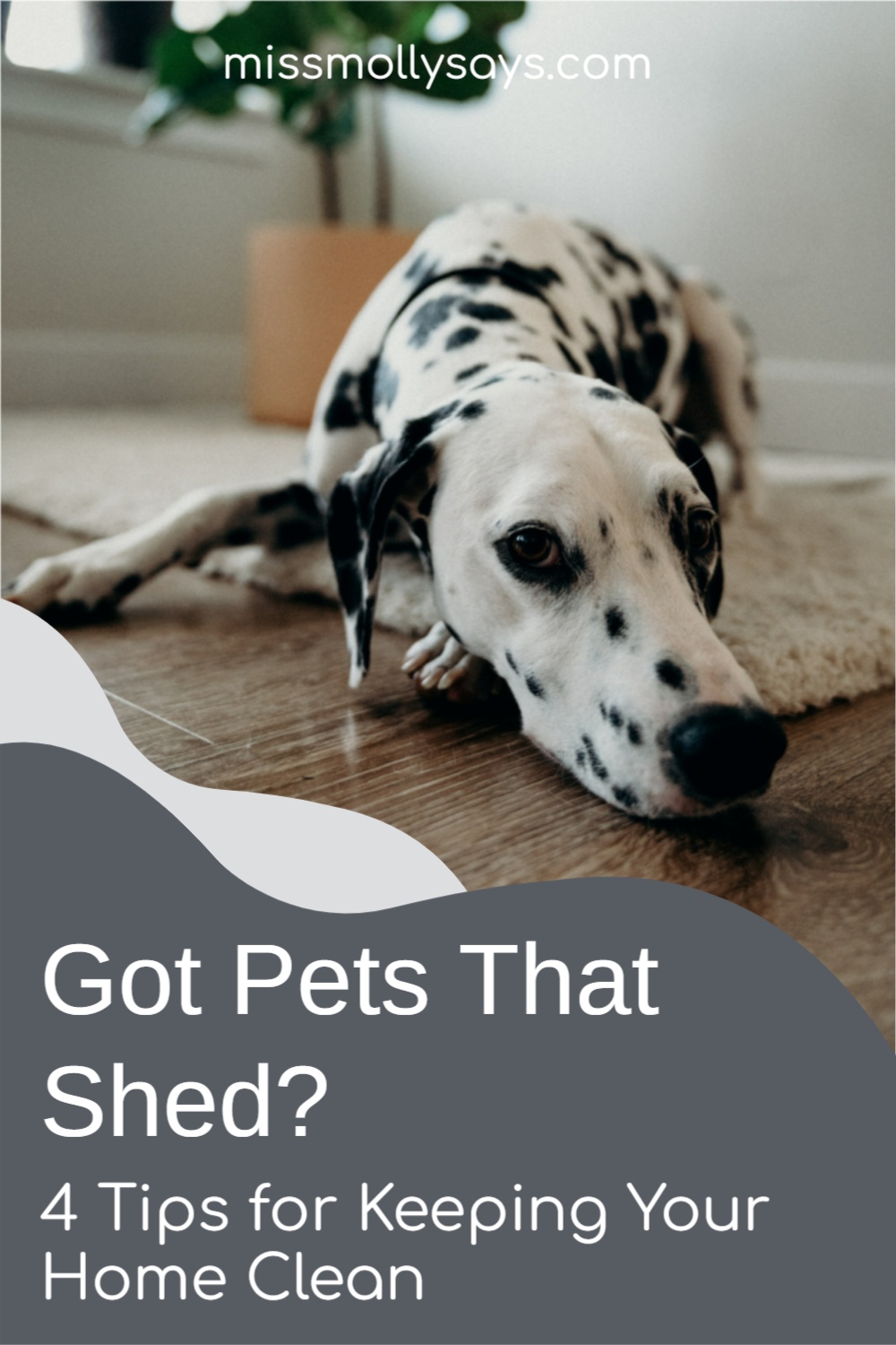Got Pets That Shed? 4 Tips for Keeping Your Home Clean