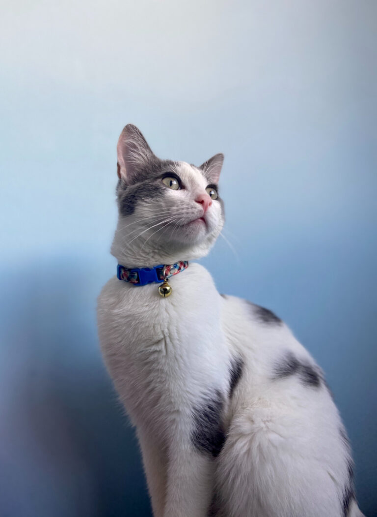Choosing The Best Cat Collars: Six Tips For First-Time Owners - Miss ...