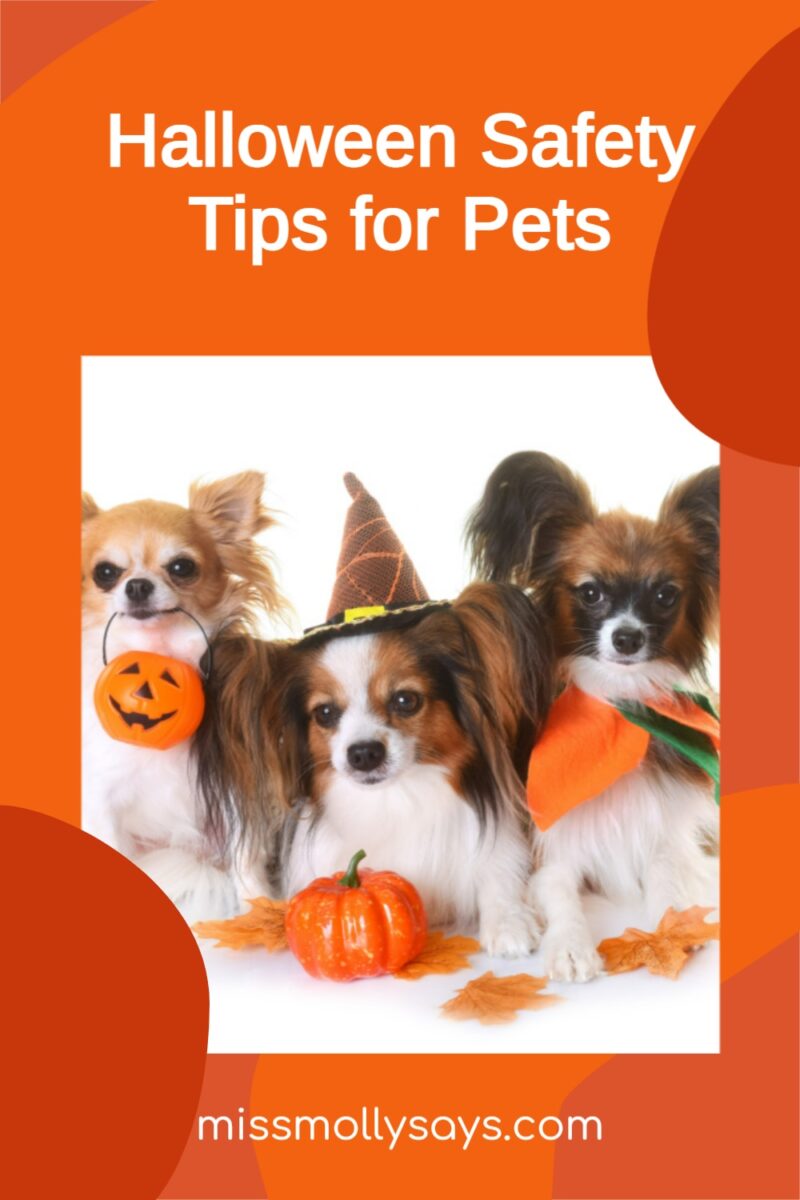 Halloween Safety Tips for Pets - Miss Molly Says