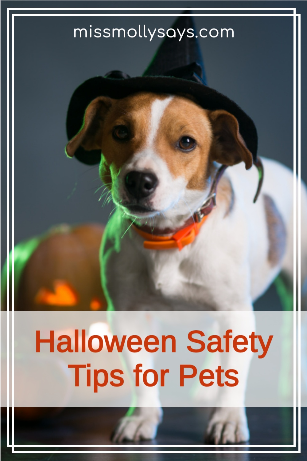 Halloween Safety Tips for Pets - Miss Molly Says