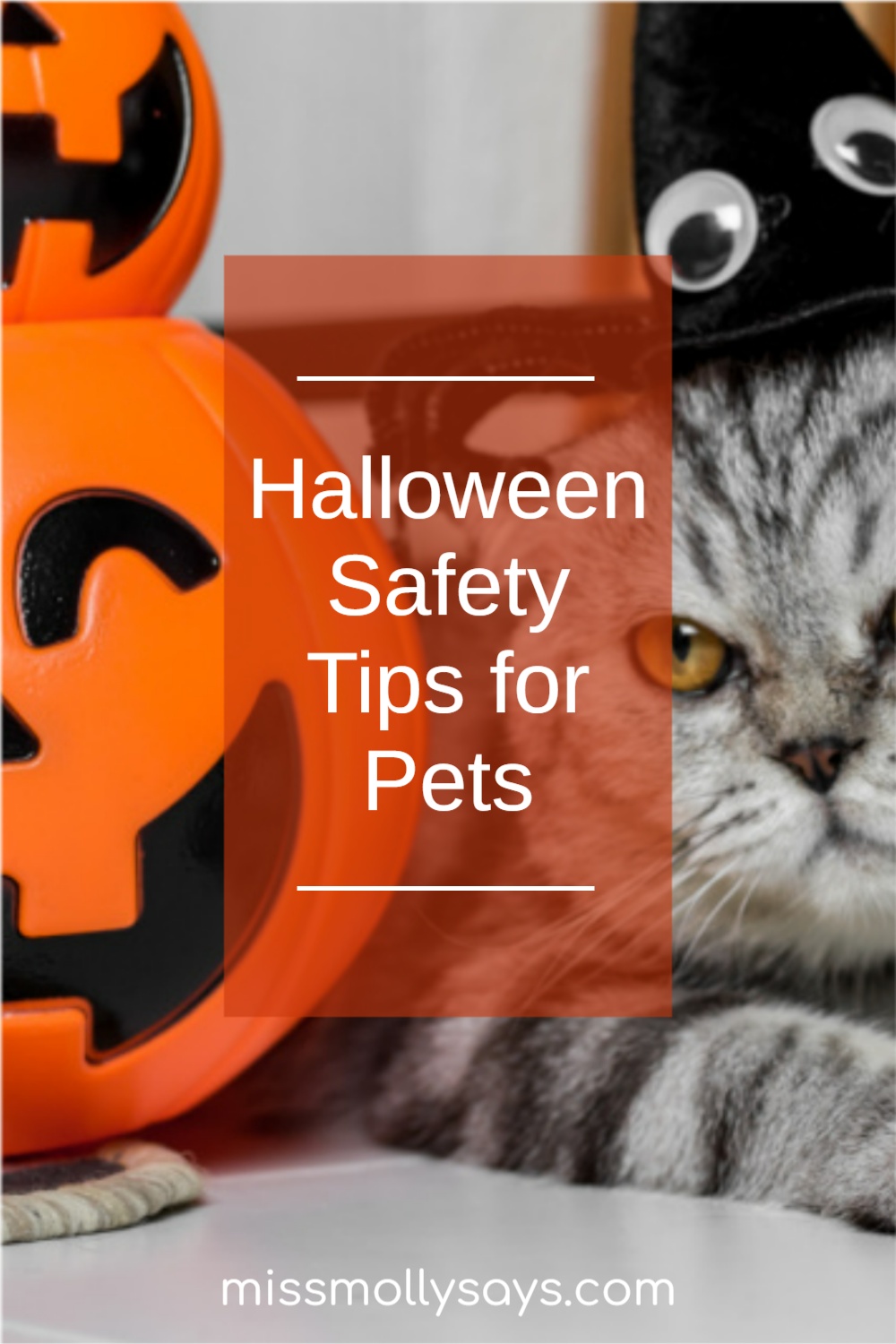 Halloween Safety Tips for Pets - Miss Molly Says