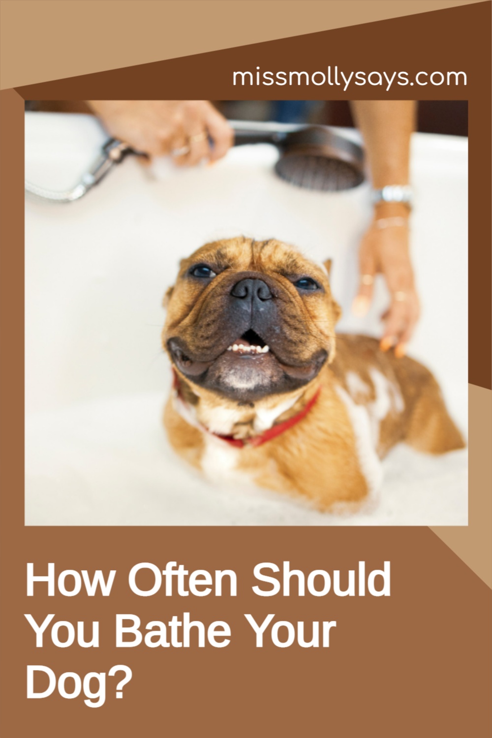 How Often Should You Bathe Your Dog? - Miss Molly Says