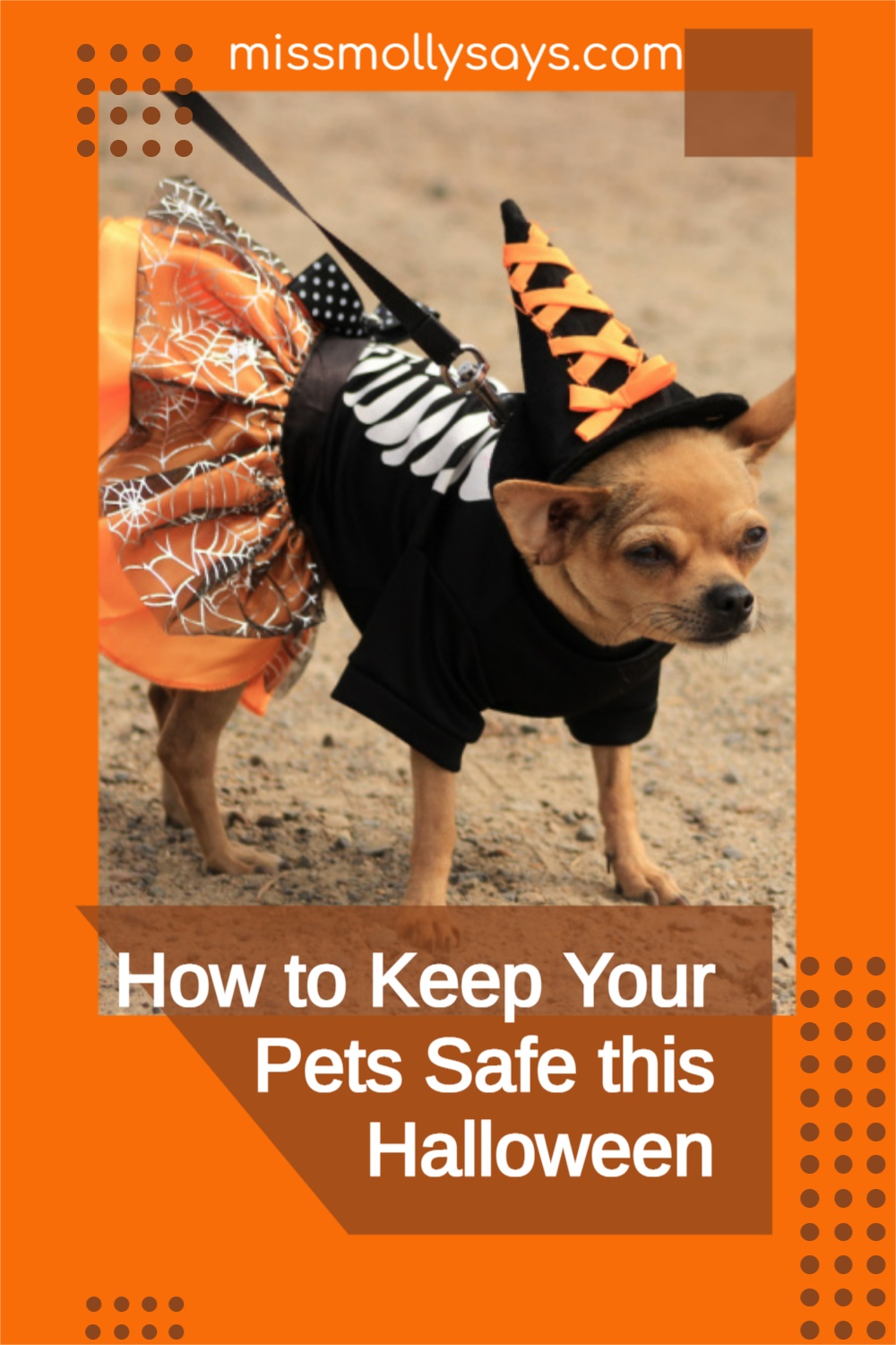 How to Keep Your Pets Safe this Halloween - Miss Molly Says