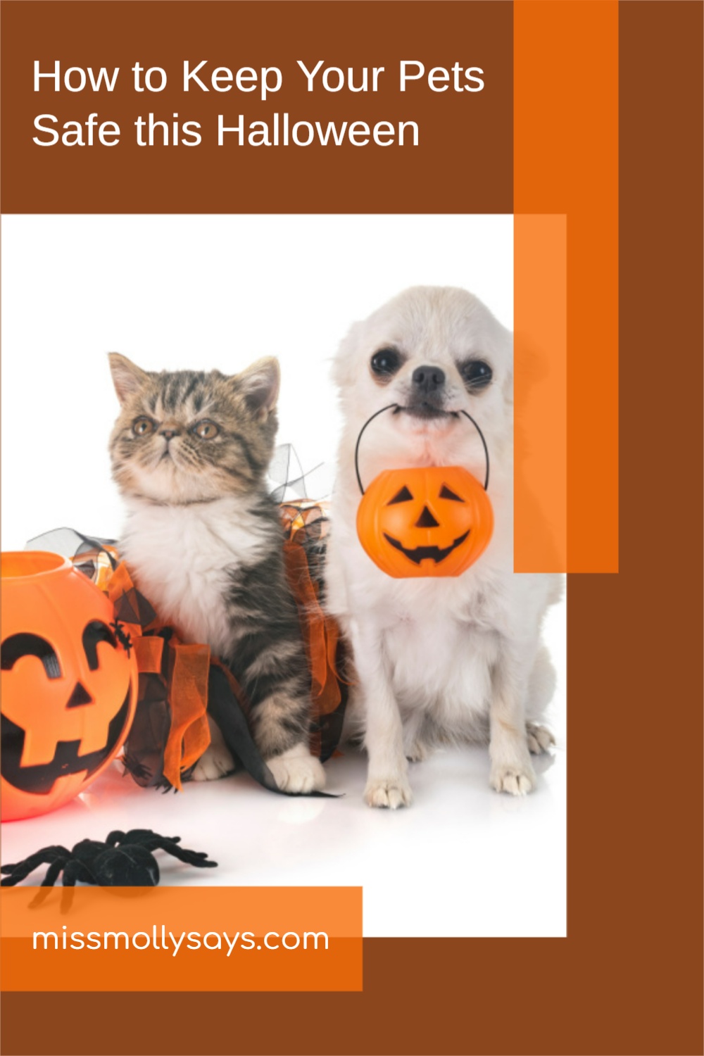 How to Keep Your Pets Safe this Halloween - Miss Molly Says