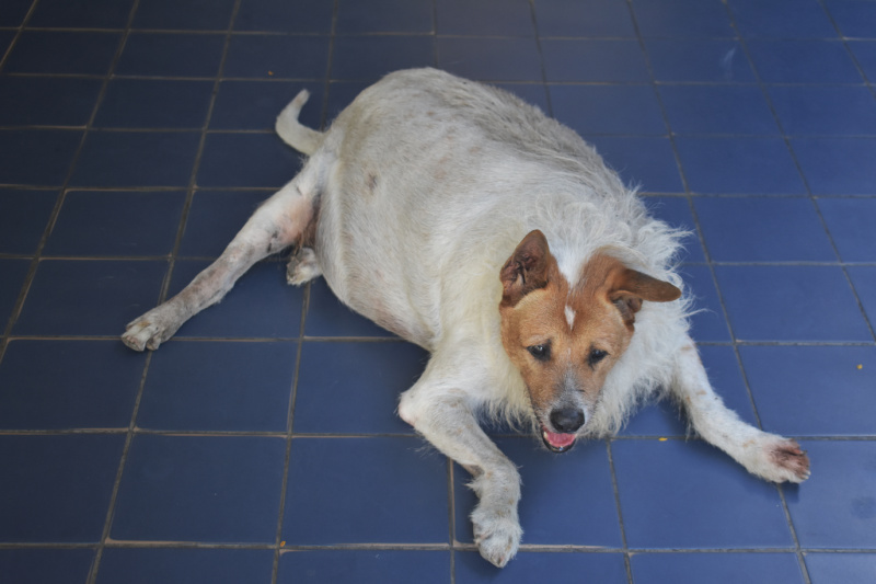 Do You Have an Overweight Dog? - Miss Molly Says
