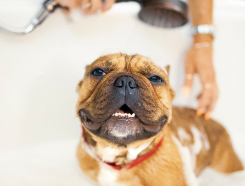 How Often Should You Bathe Your Dog? - Miss Molly Says
