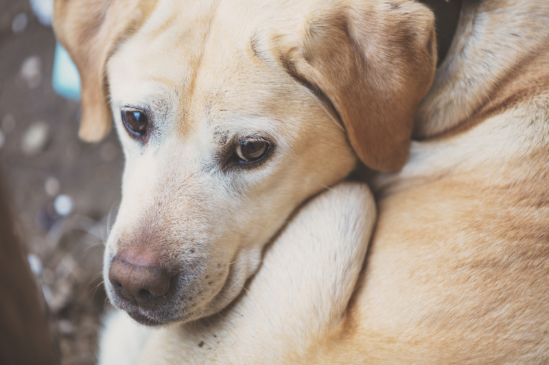 10 Signs Your Pet is in Pain - Miss Molly Says