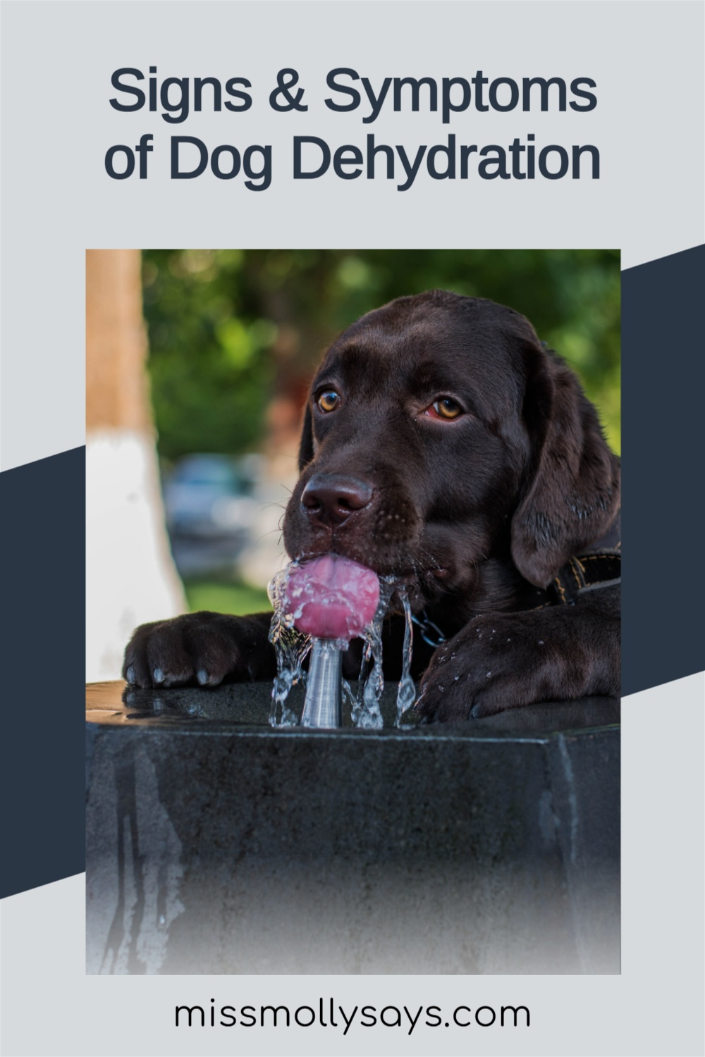 Signs & Symptoms of Dog Dehydration - Miss Molly Says