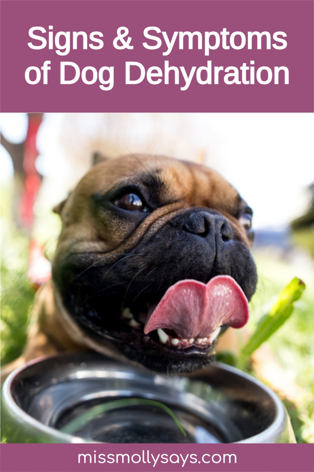 Signs & Symptoms of Dog Dehydration - Miss Molly Says