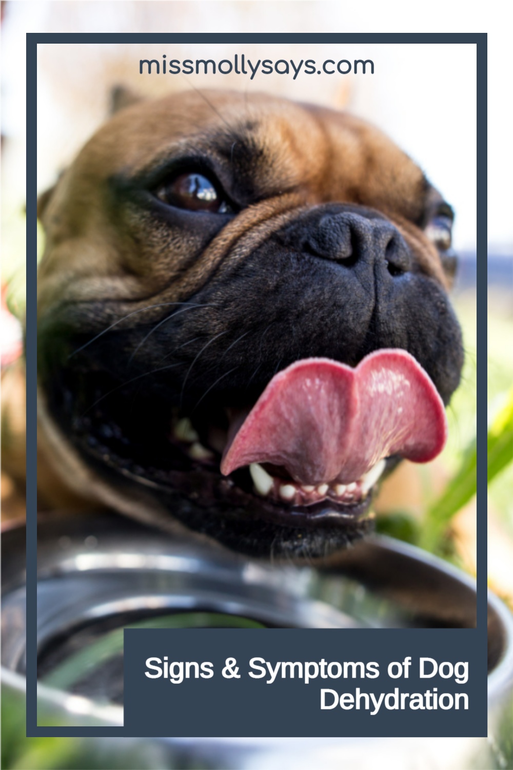 Signs & Symptoms of Dog Dehydration - Miss Molly Says