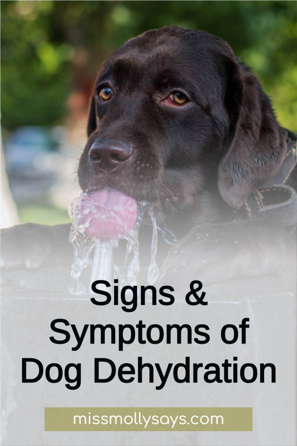 Signs & Symptoms of Dog Dehydration - Miss Molly Says